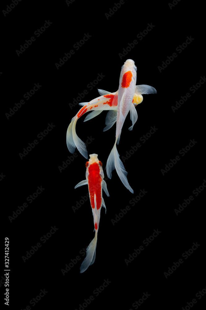 Koi fish is domesticated version of common carp. This fish is most ...
