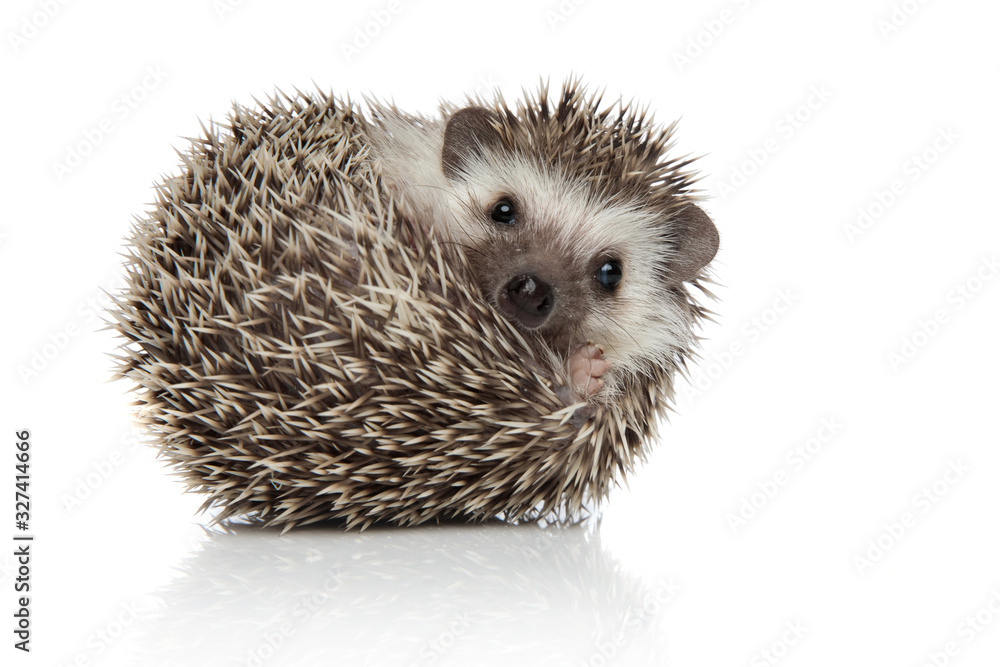 Hedgehog exclusive playfully rolling over Stock Photo