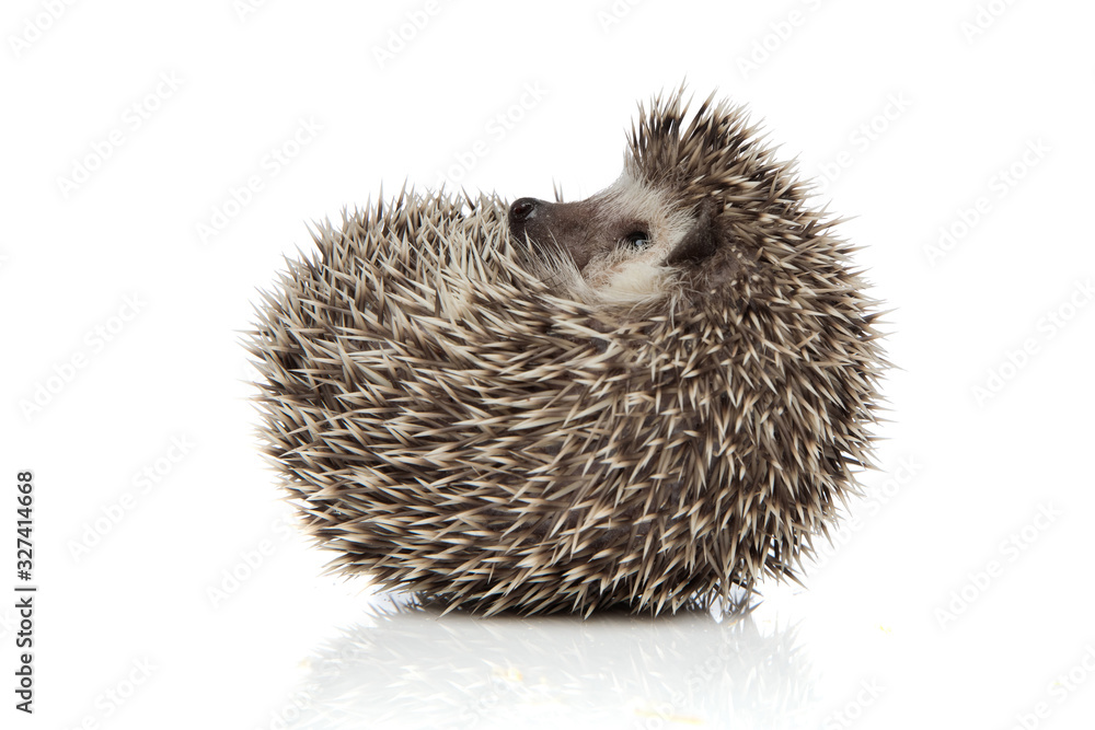 Photo & Art Print african hedgehog with spiky fur rolling on back happy ...