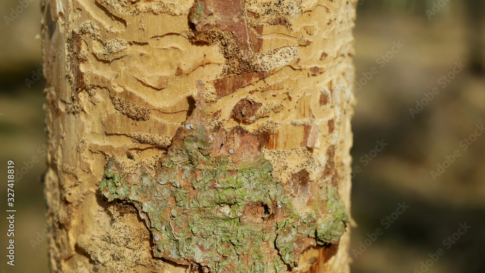 Bark wood beetle pest Ips typographus infestation, spruce and bast tree ...