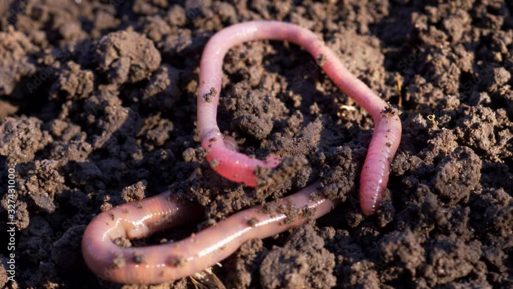 Earthworms in black soil of greenhouse. Macro Brandling, panfish, trout ...