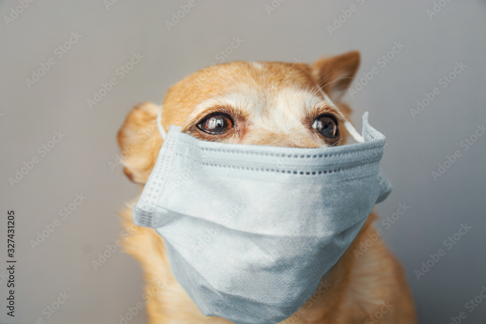 dog wearing a medical face mask to protect herself from infection or ...