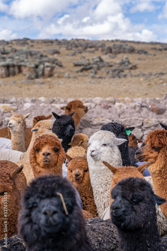 Alpaca in Peru Highlands Andes Mountains Stock Photo | Adobe Stock