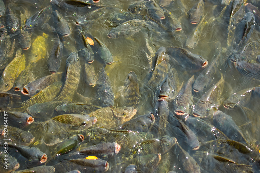 Tilapia, a freshwater fish that is popularly reared in the industry, is ...