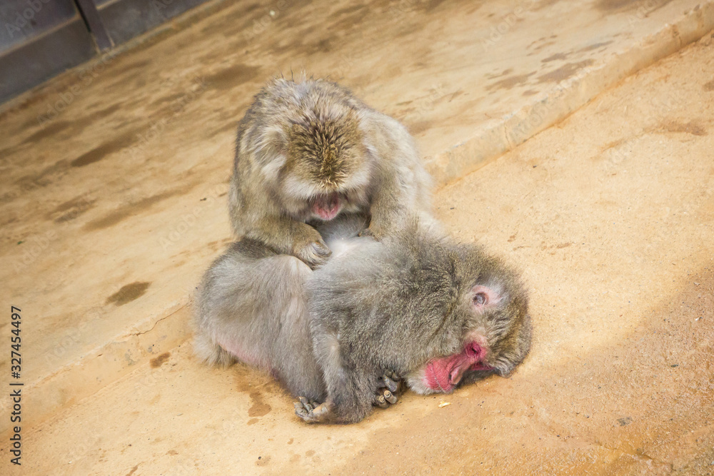 Iwatayama Monkey Park in Kyoto. Japan tourist attraction. Monkey ...