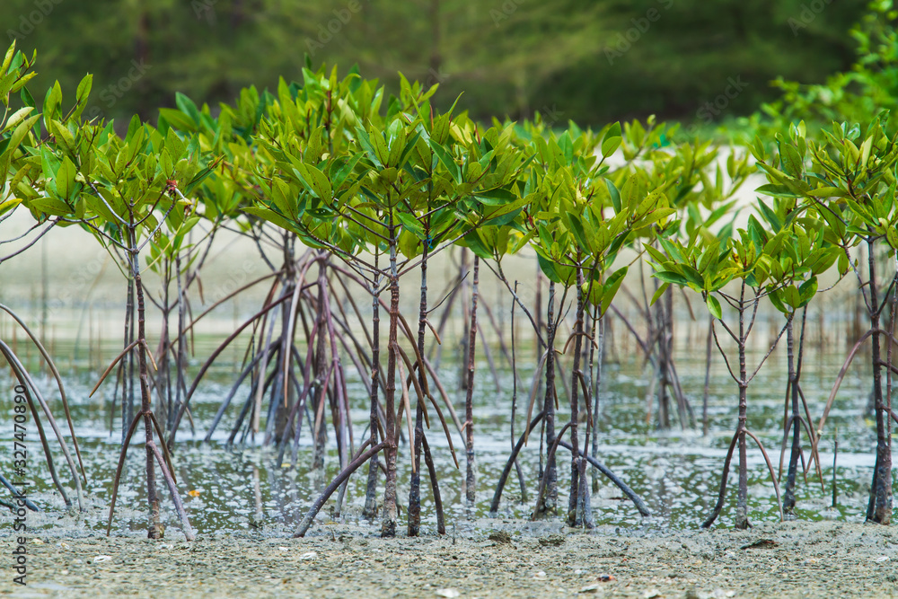 Mangrove seedlings (Rhizophora apiculata) Stock Photo | Adobe Stock