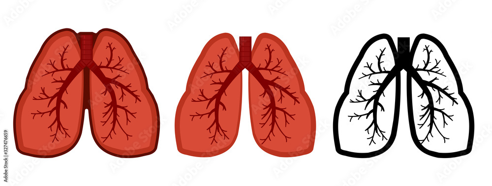 Healthy lungs, bronchus and human trachea. Whole. Set. Color image and ...