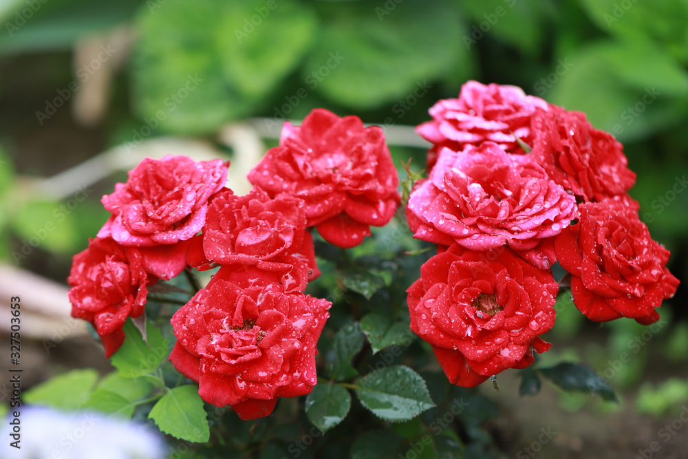 red velvet roses, the scent of real roses in the garden, prickly rose ...