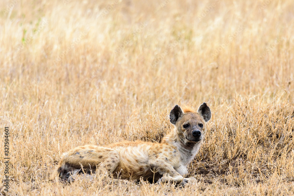 Spotted hyena (Crocuta crocuta) lying in the savanna, Serengeti ...