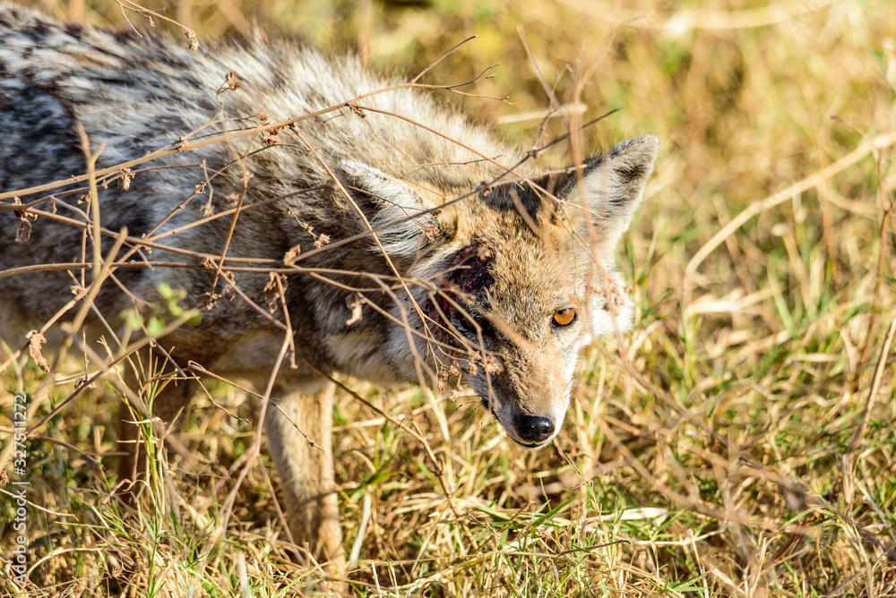 Injured African golden wolf (Canis anthus) in the Ngorongoro crater ...