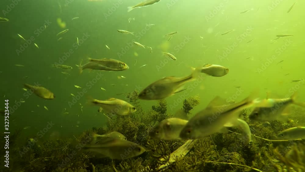 floating fish at the bottom of the lake with the sun Stock Video ...