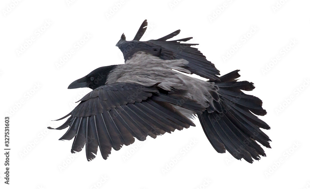 large grey isolated crow flight Stock Photo | Adobe Stock