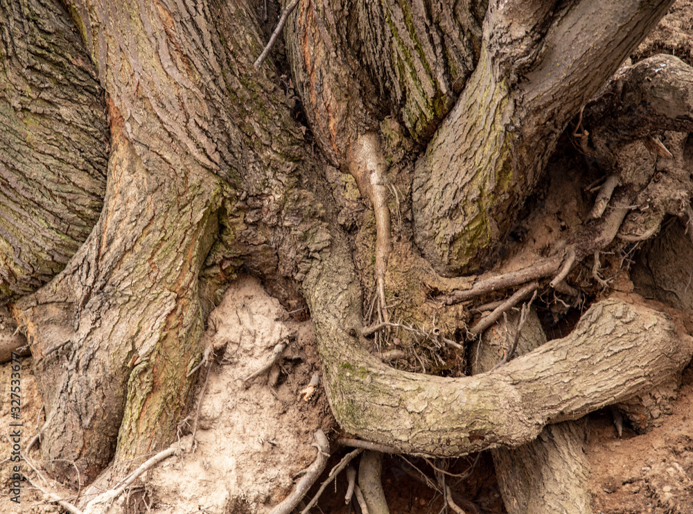 Old, intertwined trunks and roots of trees in the Park. Stock Photo ...