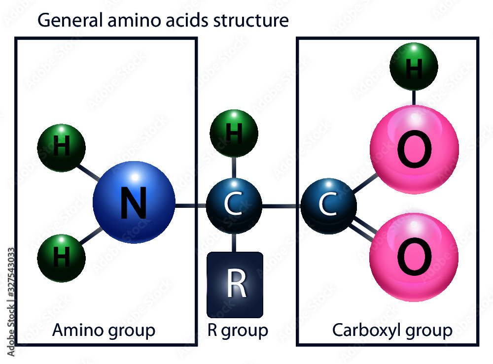 General structure of the amino acids Stock Vector | Adobe Stock
