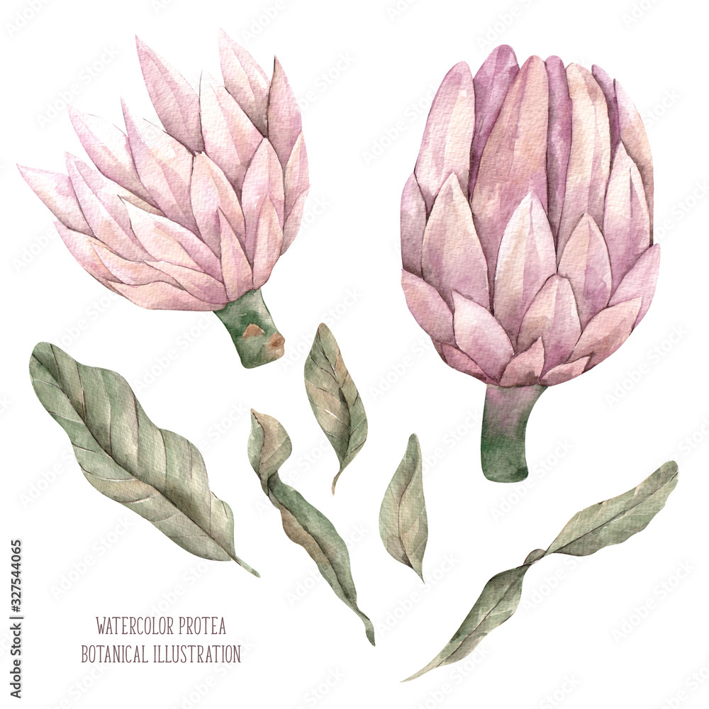 Watercolor hand draw Protea and leaves. isolated on white background ...