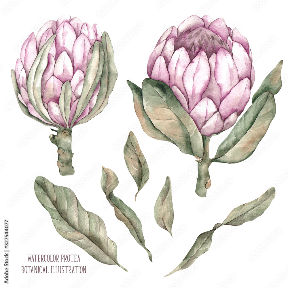 Watercolor hand draw Protea and leaves. isolated on white background ...