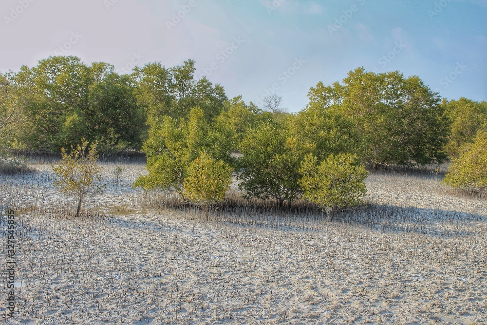 trees or plants in mangroves forest of Al Jubail Islands of Abu Dhabi ...