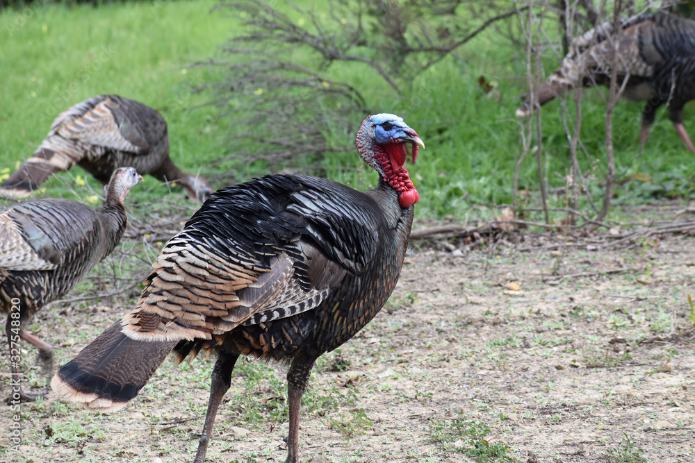 Female Wild Turkey