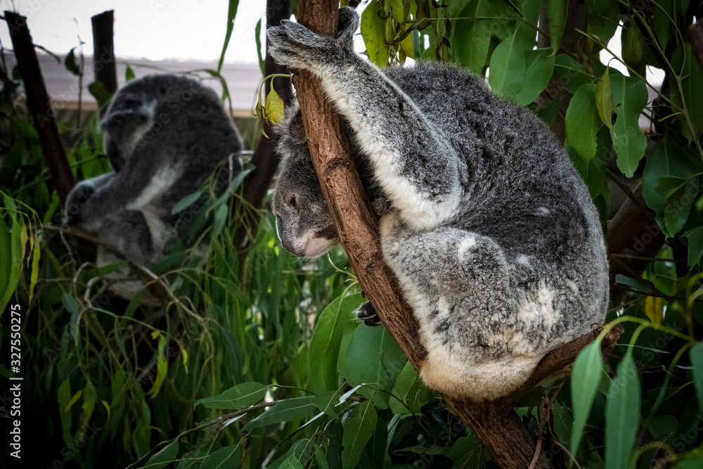 Koalas in eucalyptus trees in Queensland Stock Photo | Adobe Stock