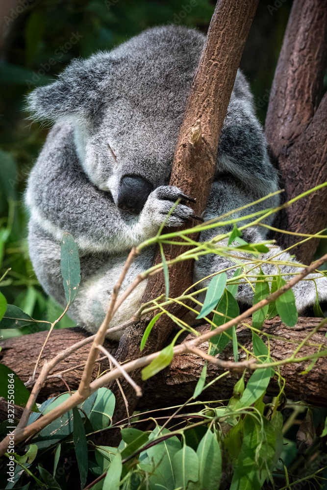 Koala Sleeping In Tree