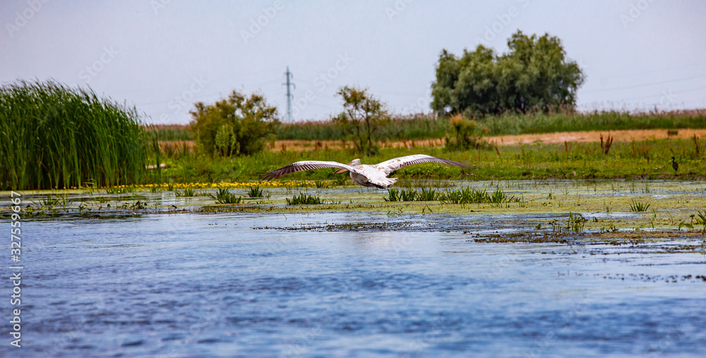 Wild birds paradise - River Danube in Romania - Delta, nature pure in a ...