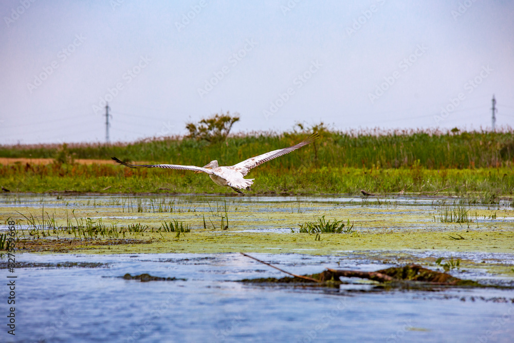 Wild birds paradise - River Danube in Romania - Delta, nature pure in a ...