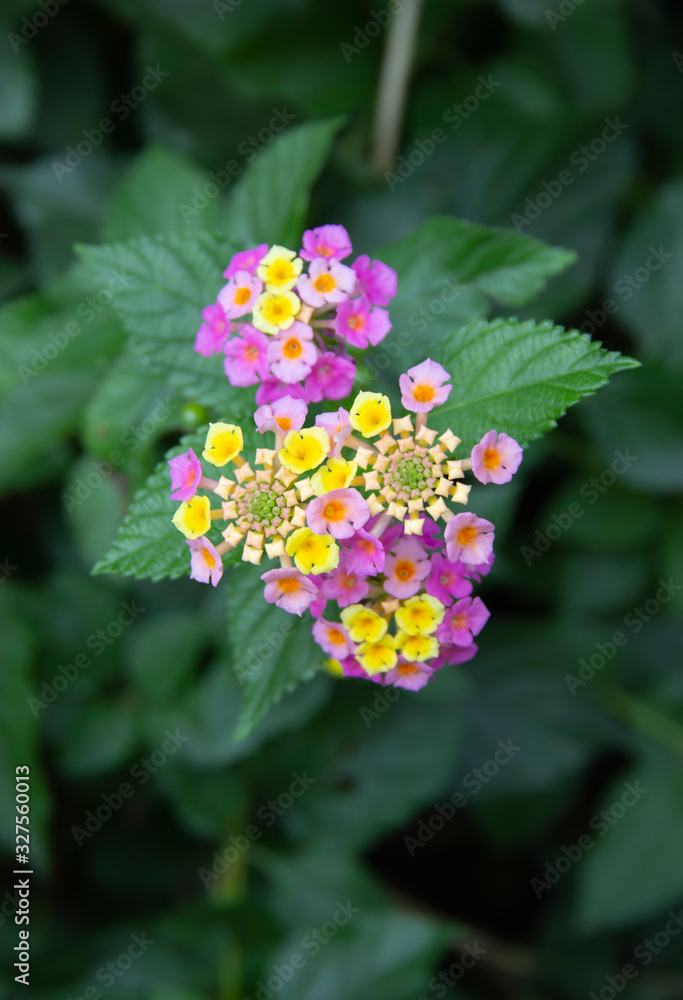 beautiful Lantana camara exotic tropical flower. plant that changes the ...