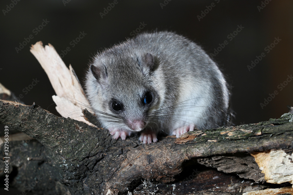 Cute Edible dormouse, Glis glis in dark night Stock Photo | Adobe Stock