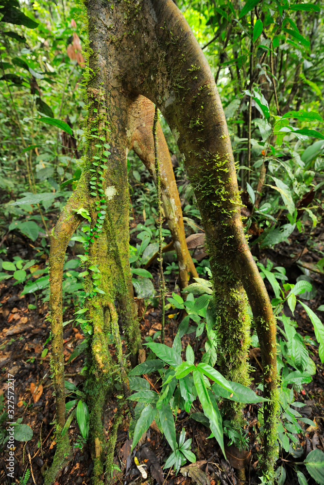 Stilt roots in Amazon rainforest Stock Photo | Adobe Stock
