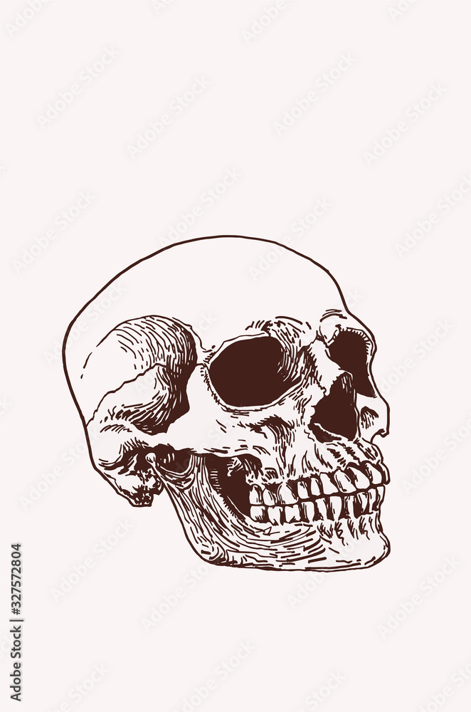 Graphical vintage sketch of human skull, vector sepia illustration ...