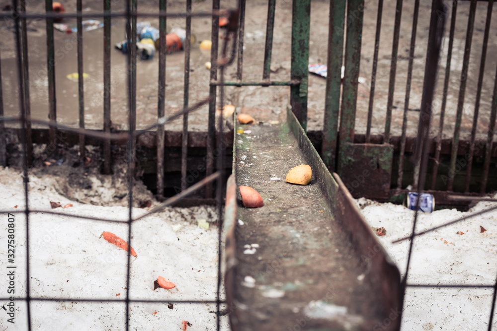 Long trough in zoo for brown bear with wrinkled apples. Stock Photo ...