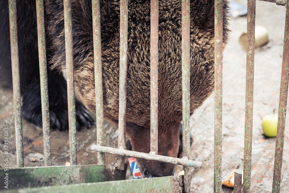 Brown bear behind bars in zoo is eating human food. Stock Photo | Adobe ...