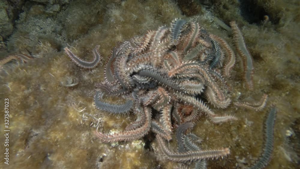 Time-lapse, A lot of fireworms in mating season. Bearded Fireworm ...