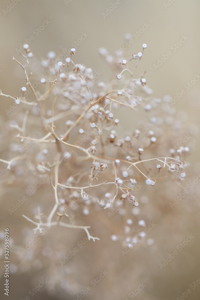 Tiny White Wildflowers During Winter In Colorado, Prairie Flowers, Tiny ...