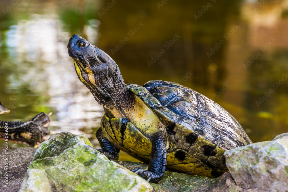 yellow bellied cumberland slider turtle with its face and upper body in ...