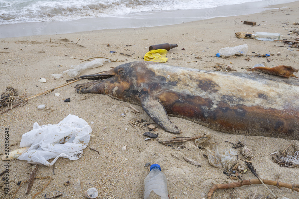 Dead young dolphin is washed up on the shore surrounded by plastic ...