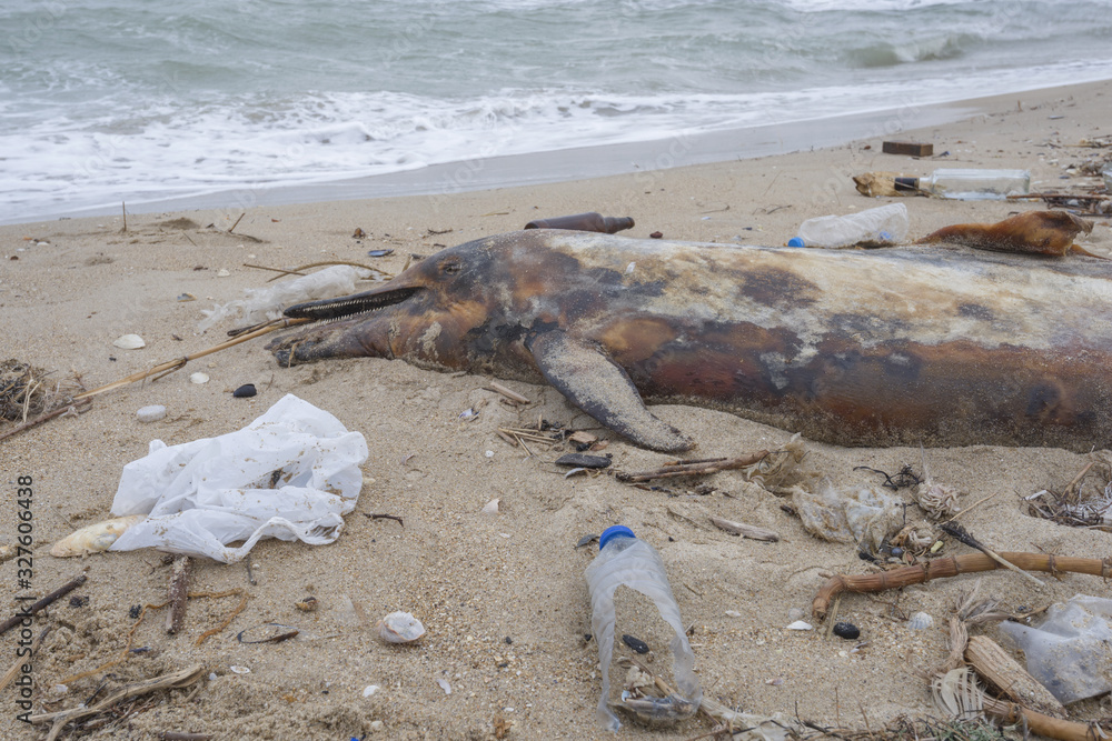 Fotka „Dead young dolphin is washed up on the shore surrounded by ...