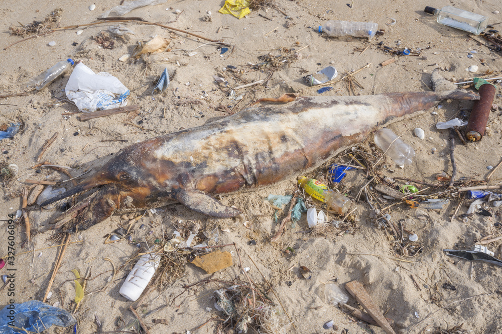 Dolphin thrown out by the waves lies on the beach is surrounded by ...