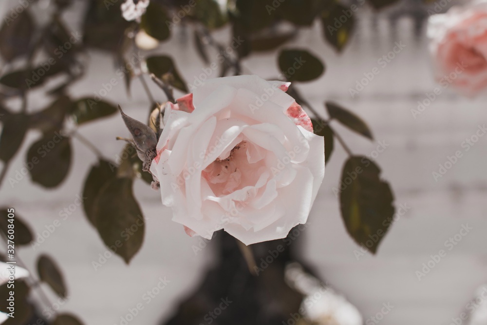 Pink rose in the middle Stock Photo | Adobe Stock