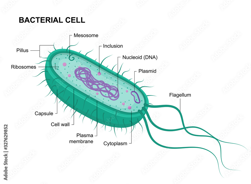 Vector bacterial cell anatomy isolated on white background. Educational ...