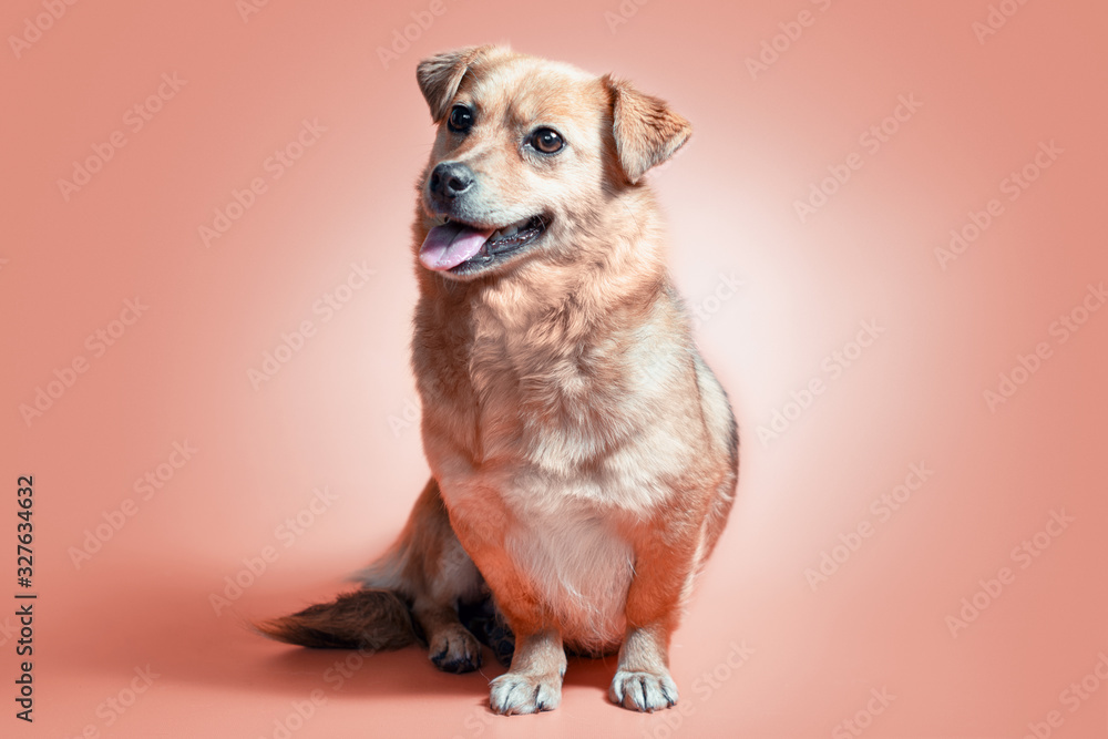 joyful smiling mongrel red dog on a peach colour background Stock Photo ...