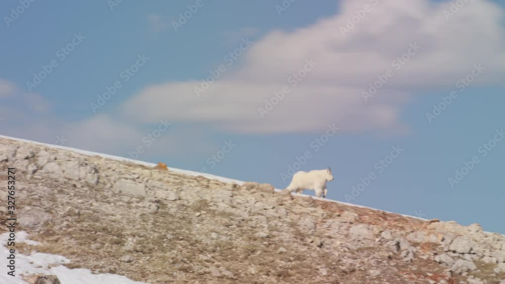 A mountain goats traverses a ridge in the snowcapped peaks of the ...
