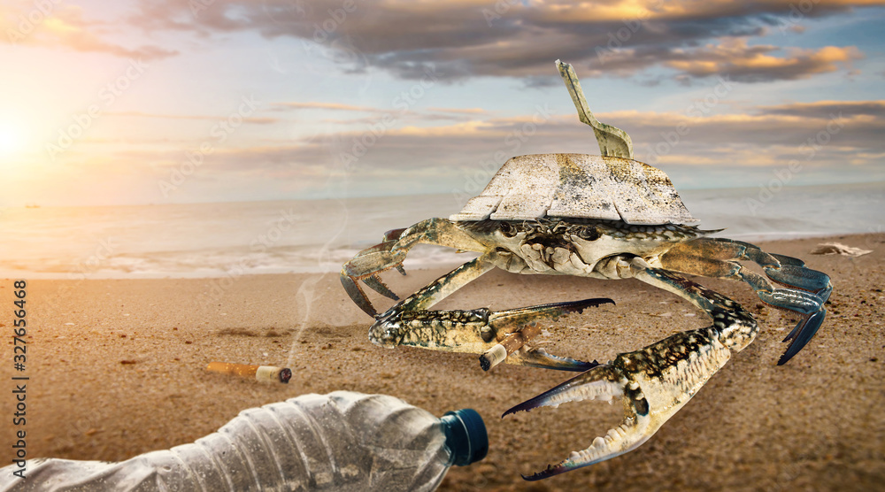 Crab on polluted beach. plastic bottles pollution in muddy puddle on ...