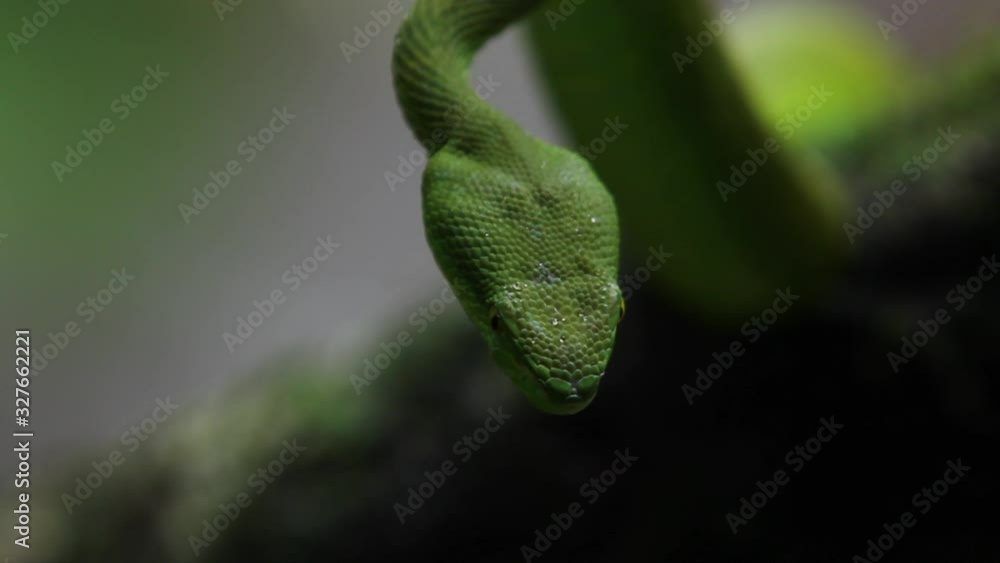 Snake White-Lipped Green tree Pit Viper (Trimeresurus albolabris) is a ...