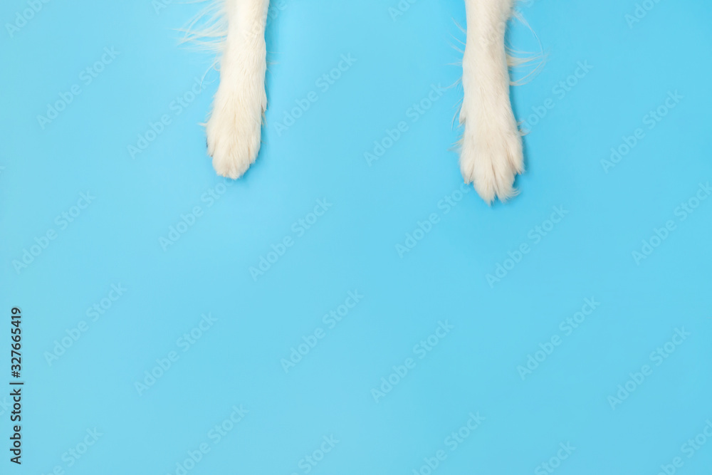 Funny puppy dog border collie paws close up isolated on blue background ...