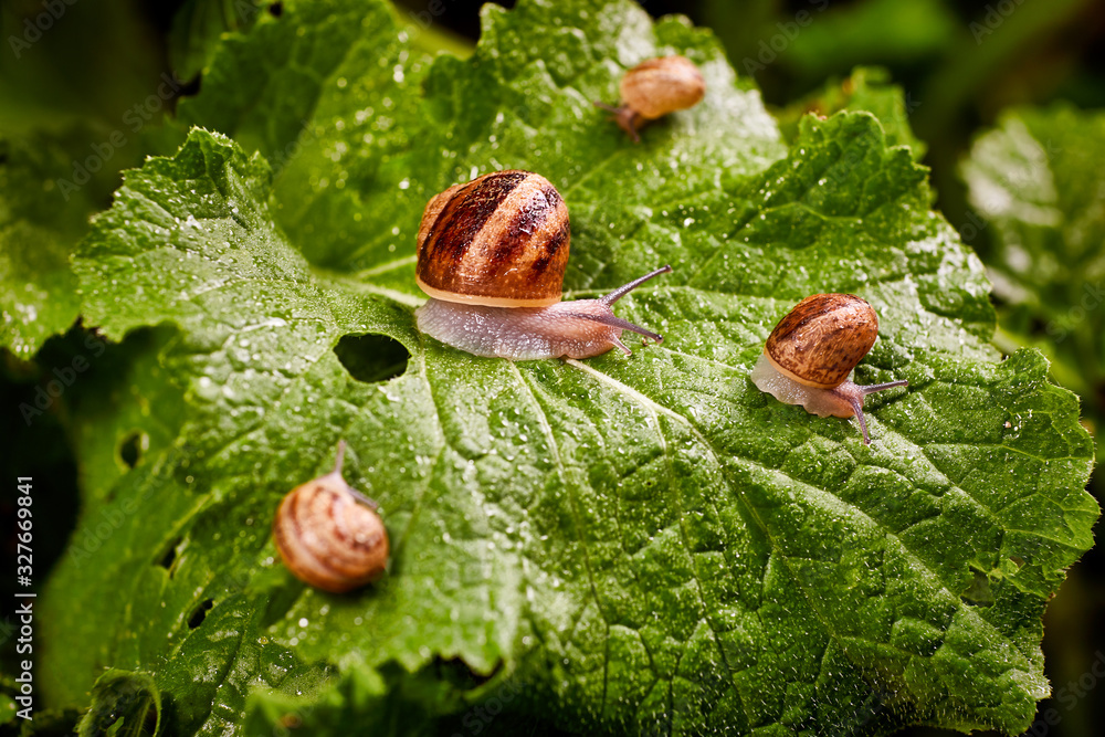 Snail Muller gliding on the wet leaves. Large white mollusk snails with ...