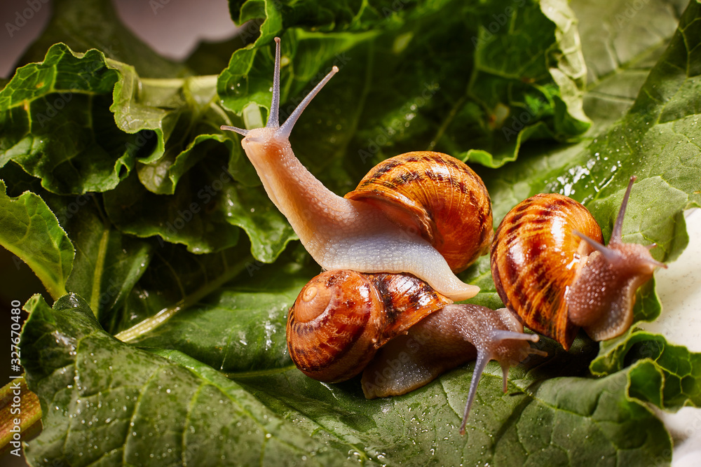 Snail Muller gliding on the wet leaves. Large white mollusk snails with ...