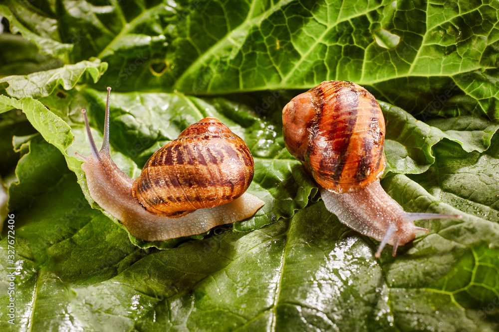 Snail Muller gliding on the wet leaves. Large white mollusk snails with ...