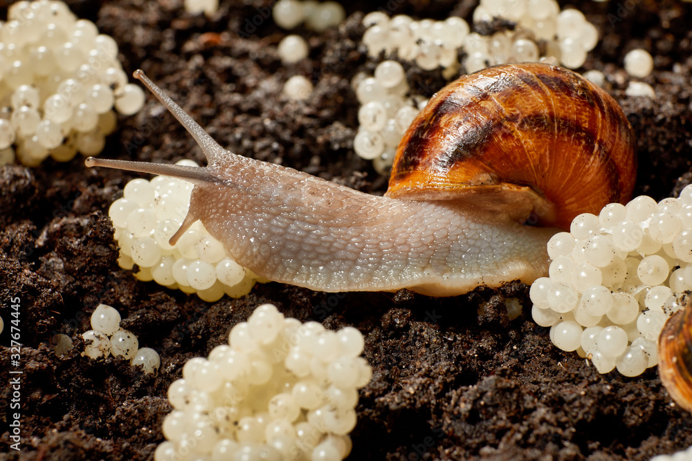 Snail Muller gliding on the wet leaves. Large white mollusk snails with ...