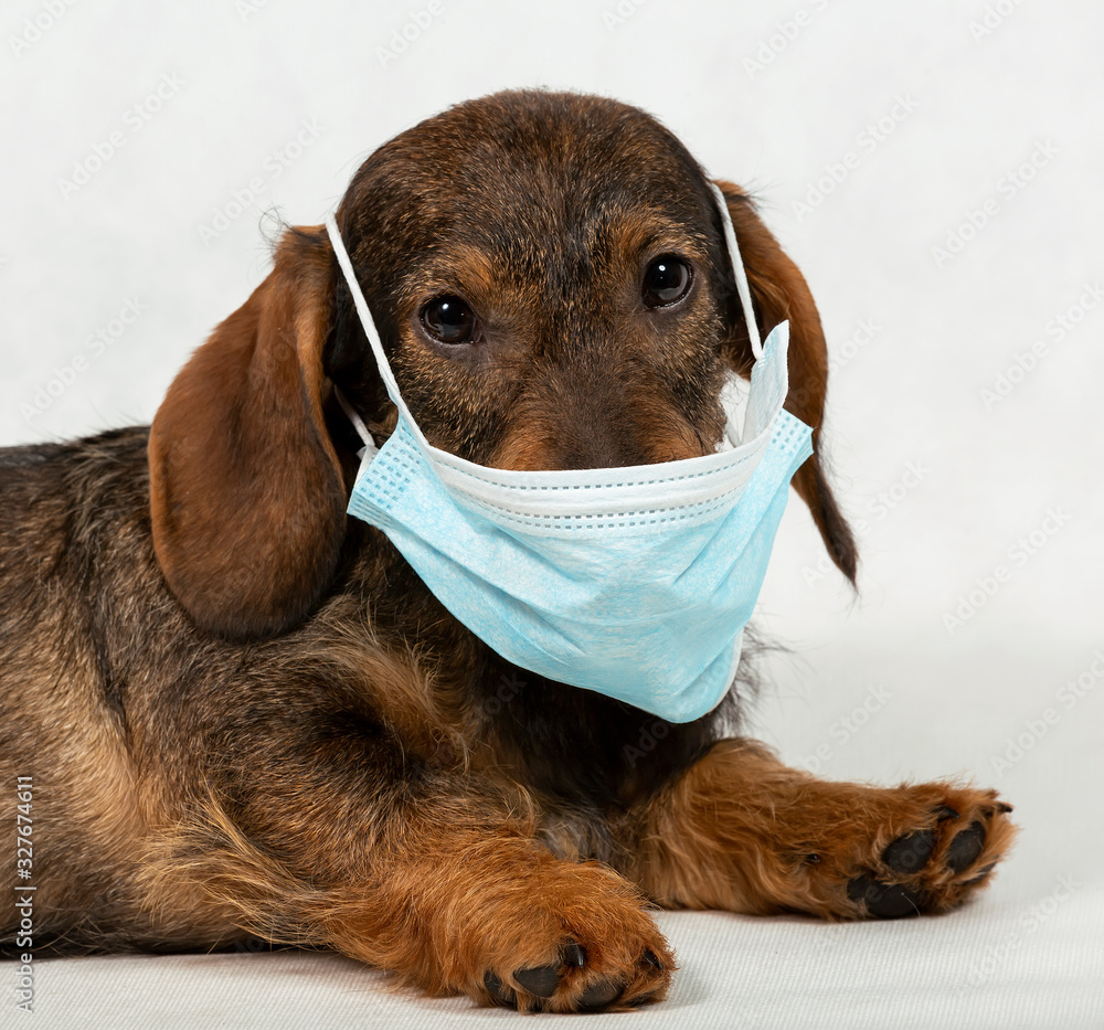 Are Dachshunds Protective